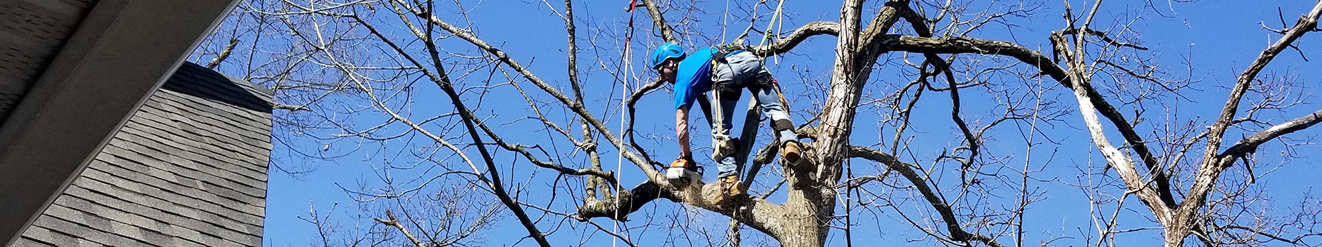 Tree Trimming and Pruning - Go Green Tree and Stump Removal