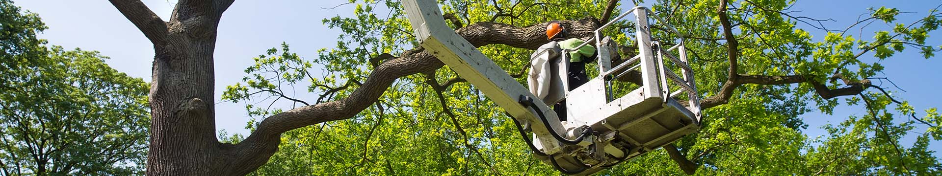 What to Look for When Hiring a Professional Tree Service - Go Green ...